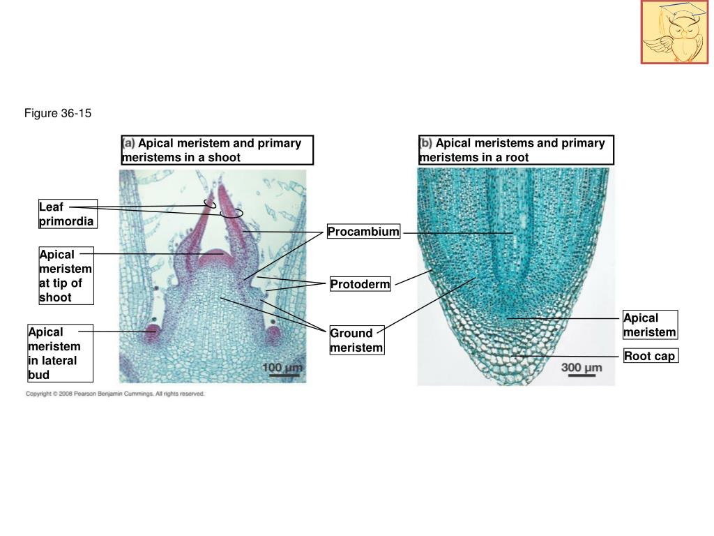 PPT - The Eudicot plant, morphology, meristems, cell types and tissues ...