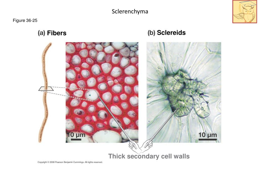 PPT - The Eudicot plant, morphology, meristems, cell types and tissues ...