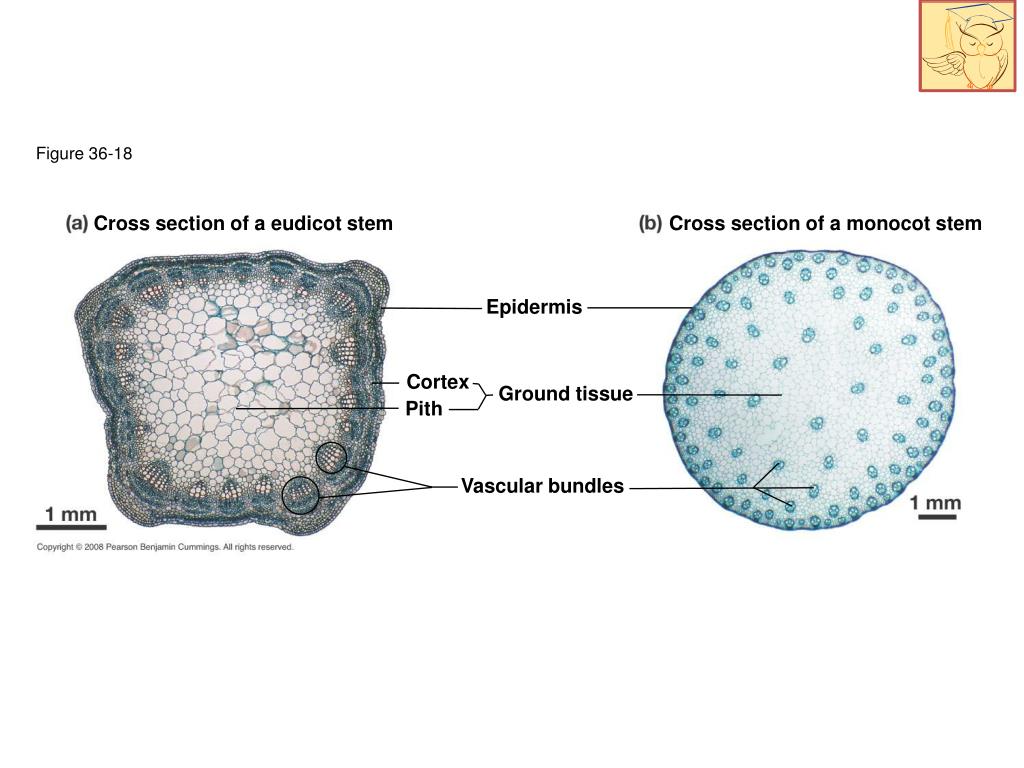 PPT - The Eudicot plant, morphology, meristems, cell types and tissues ...