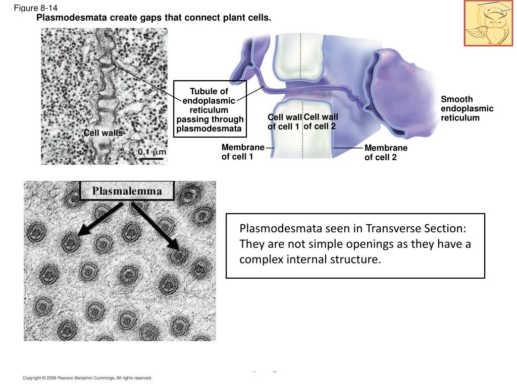 PPT - The Eudicot plant, morphology, meristems, cell types and tissues ...