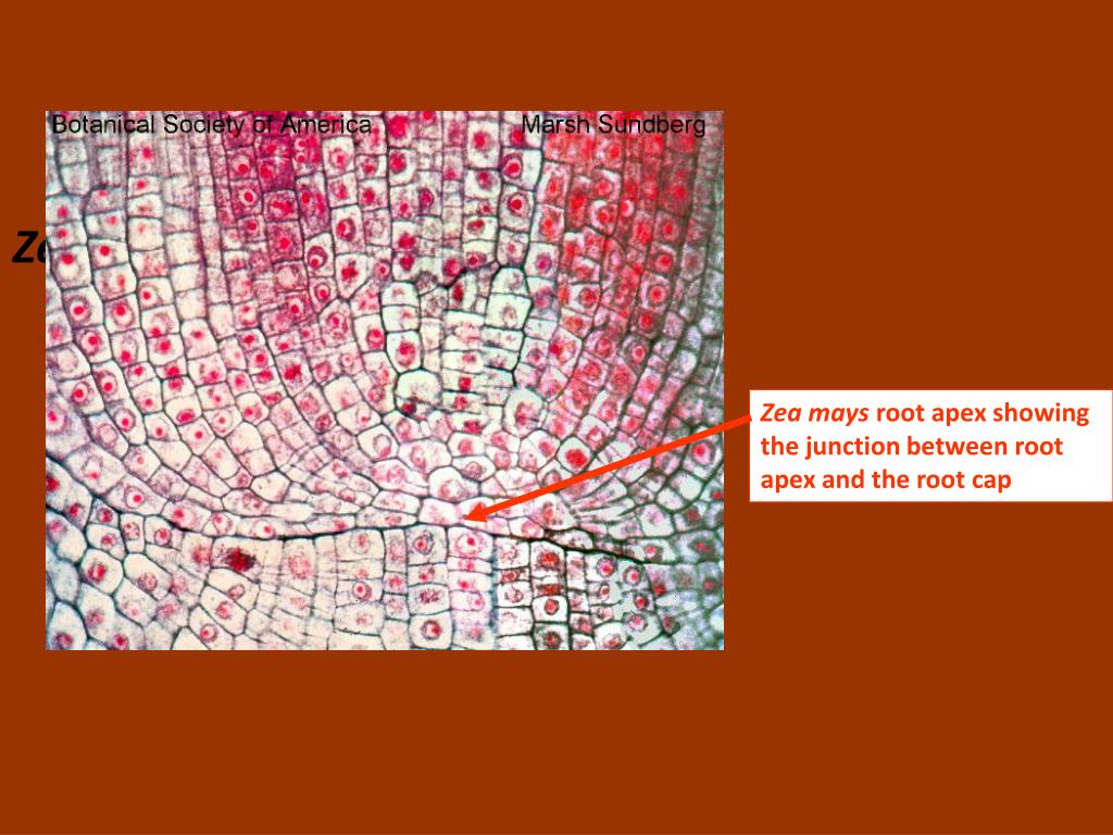 PPT - The Eudicot plant, morphology, meristems, cell types and tissues ...