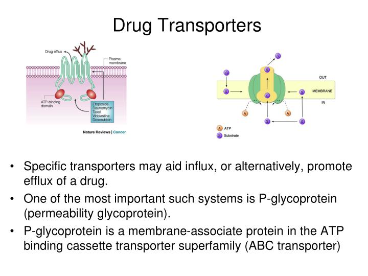 PPT - Double-blind Clinical Trials PowerPoint Presentation - ID:299151