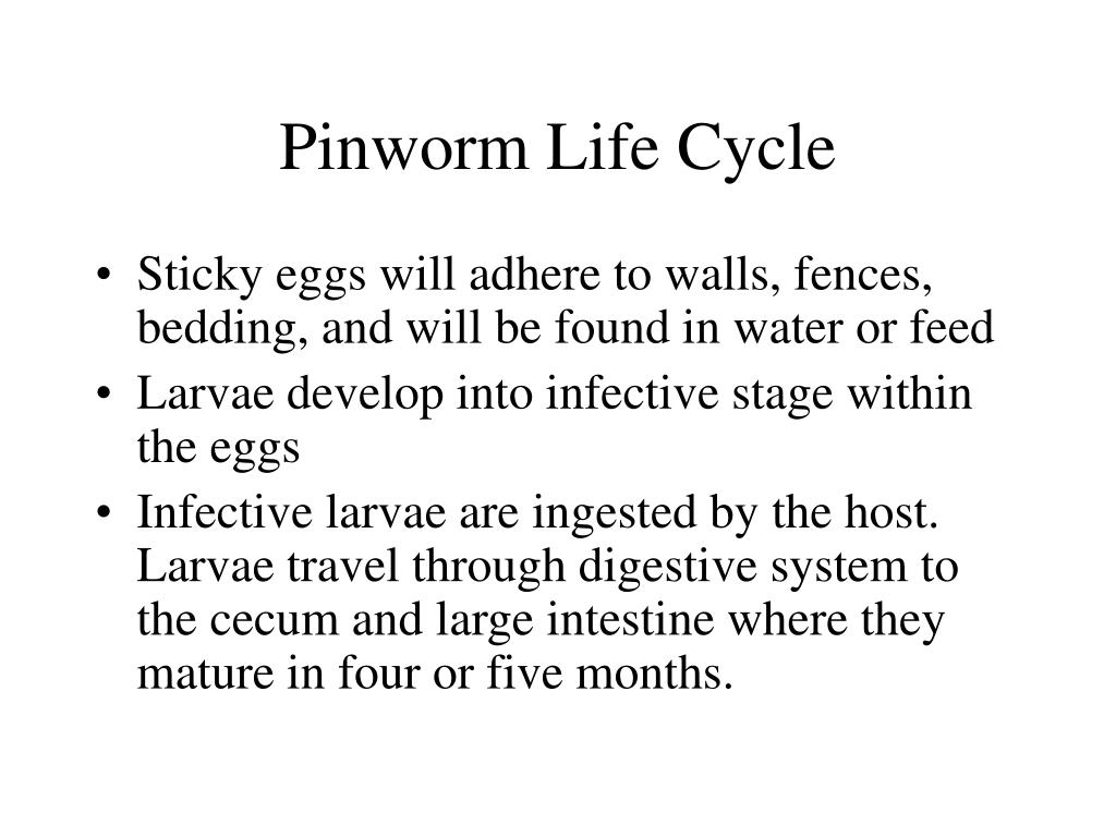 PPT - Internal Parasites in Horses PowerPoint Presentation, free ...