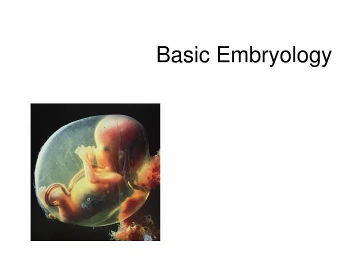 PPT - Basic Embryology PowerPoint Presentation, free download - ID:299797