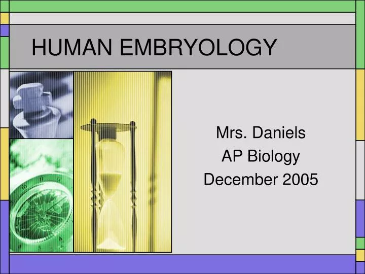 PPT - HUMAN EMBRYOLOGY PowerPoint Presentation, free download - ID:299810