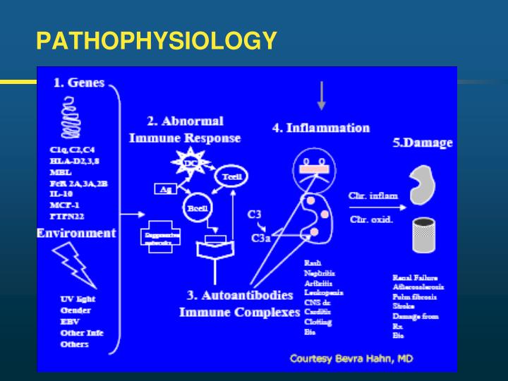 PPT - SYSTEMIC LUPUS ERYTHEMATOSUS PowerPoint Presentation - ID:299818
