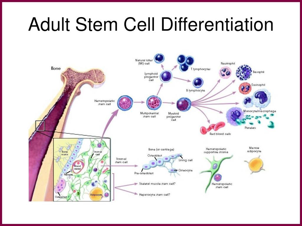 Ppt The Biology Of Stem Cells Powerpoint Presentation Free Download