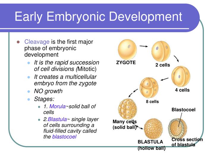 PPT - Embryonic Development PowerPoint Presentation - ID:299845
