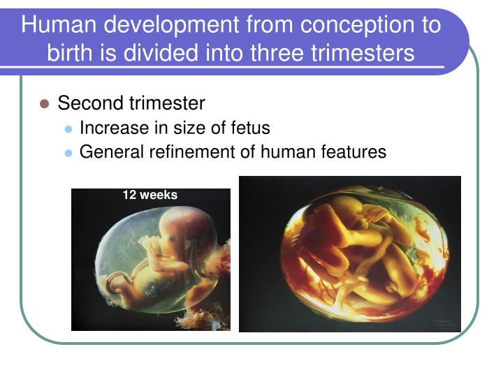 PPT - Embryonic Development PowerPoint Presentation - ID:299845