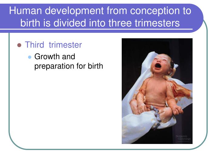 PPT - Embryonic Development PowerPoint Presentation - ID:299845