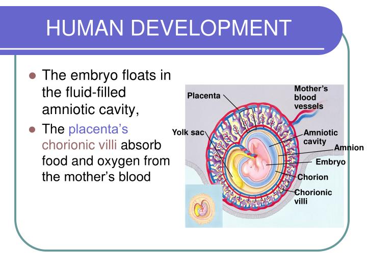 PPT - Embryonic Development PowerPoint Presentation - ID:299845