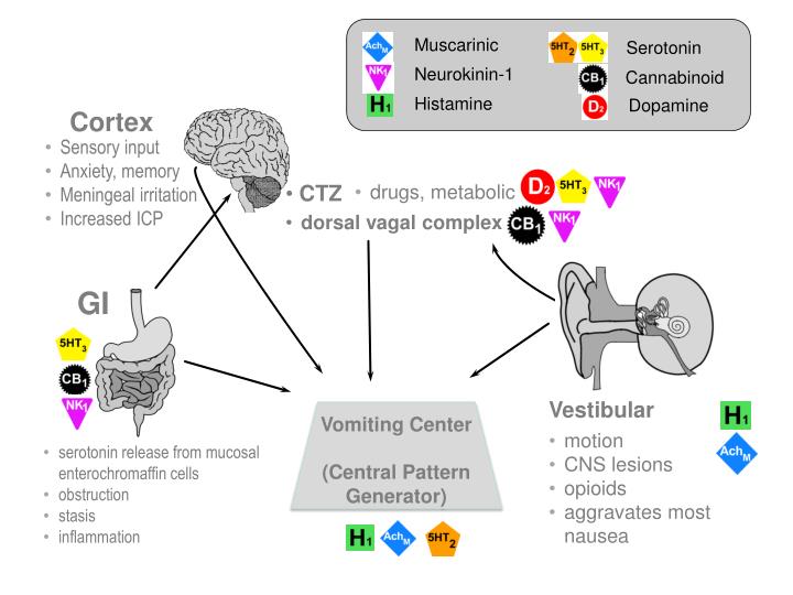 PPT - Management Of Nausea and Vomiting in Palliative Care PowerPoint ...