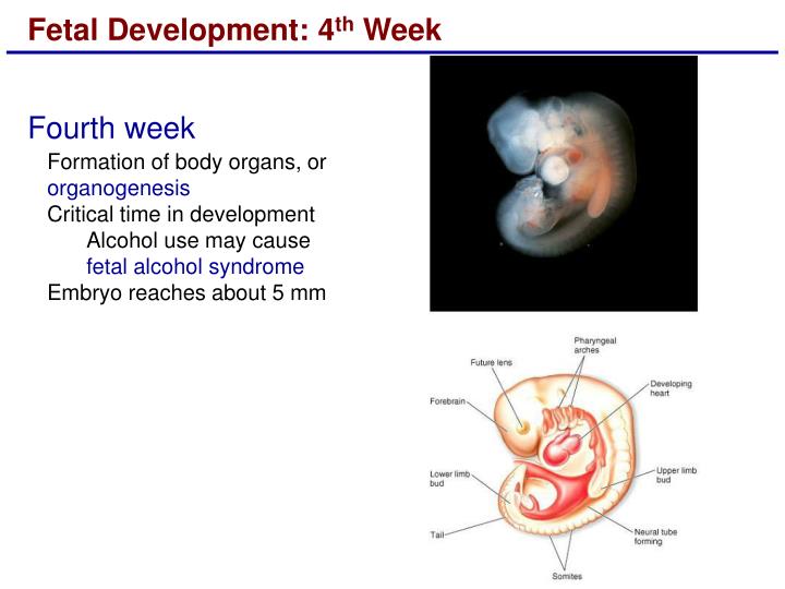PPT - Lecture 24 Embryonic & Fetal Development PowerPoint Presentation ...