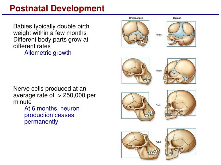 PPT - Lecture 24 Embryonic & Fetal Development PowerPoint Presentation ...