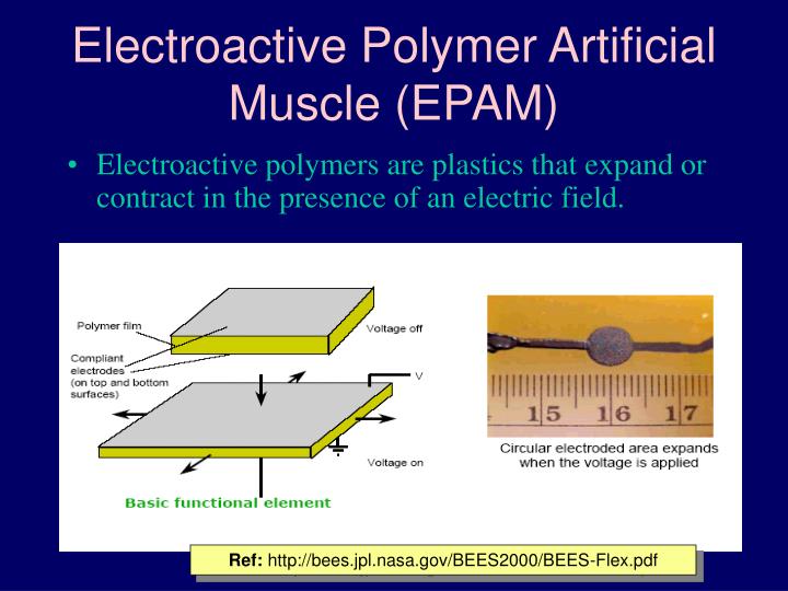 PPT - ARTIFICIAL MUSCLE (with emphasis on Electroactive Polymers ...