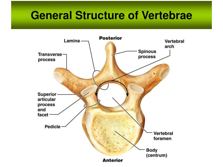 PPT - Essentials of Human Anatomy The Skeletal System 2 The Axial ...