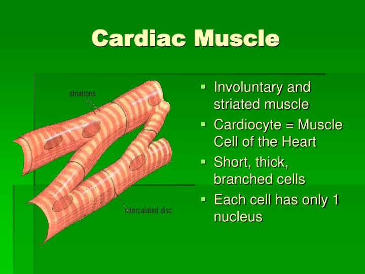 PPT - Cardiac & Smooth Muscle PowerPoint Presentation - ID:301589