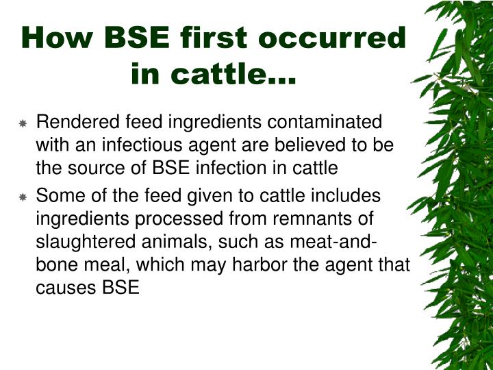 PPT - Bovine Spongiform Encephalopathy PowerPoint Presentation - ID:301969
