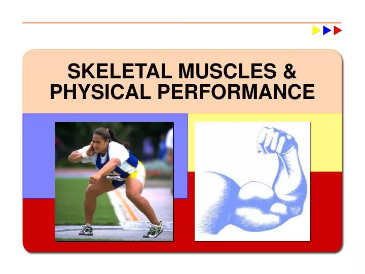 PPT - SKELETAL MUSCLES & PHYSICAL PERFORMANCE PowerPoint Presentation ...