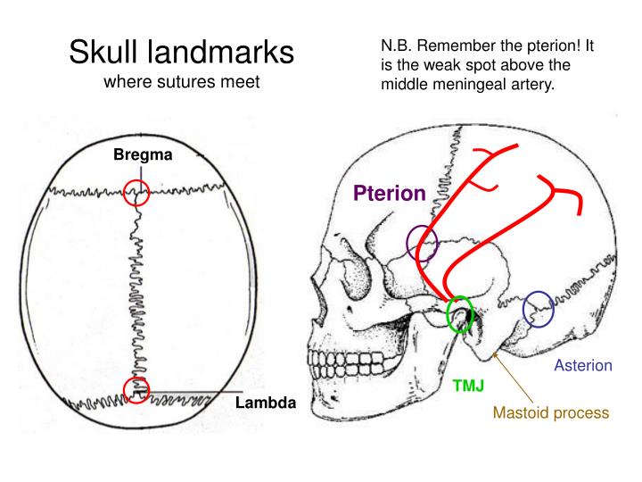 PPT - The CRANIUM is the part of the skull surrounding the brain. It ...