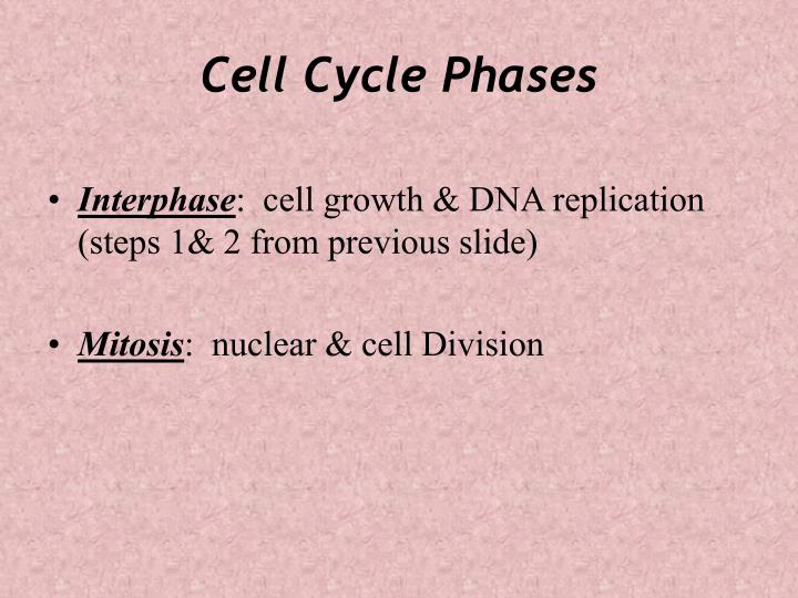 PPT - How Cells Divide: Mitosis PowerPoint Presentation - ID:302413