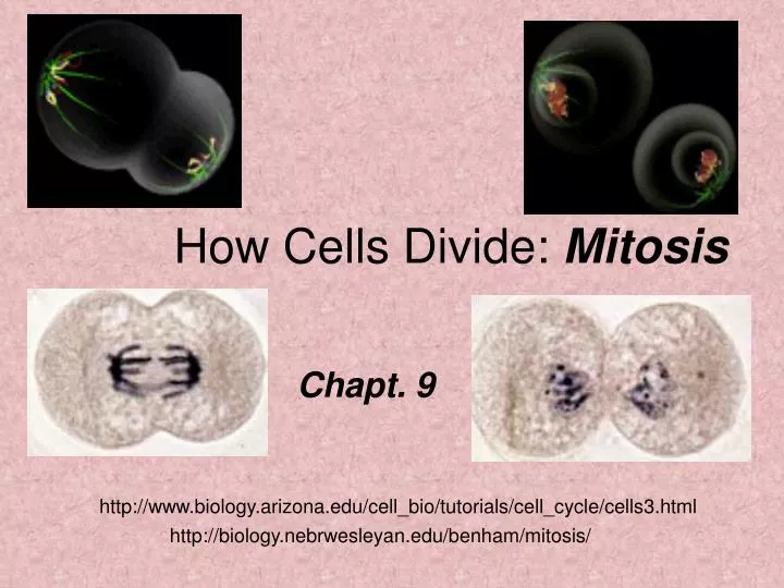 PPT - How Cells Divide: Mitosis PowerPoint Presentation, free download - ID:302413