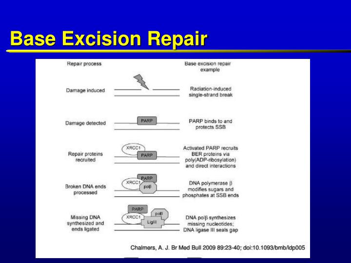 PPT - PARP Inhibitors: Usurping DNA repair to target cancer PowerPoint ...