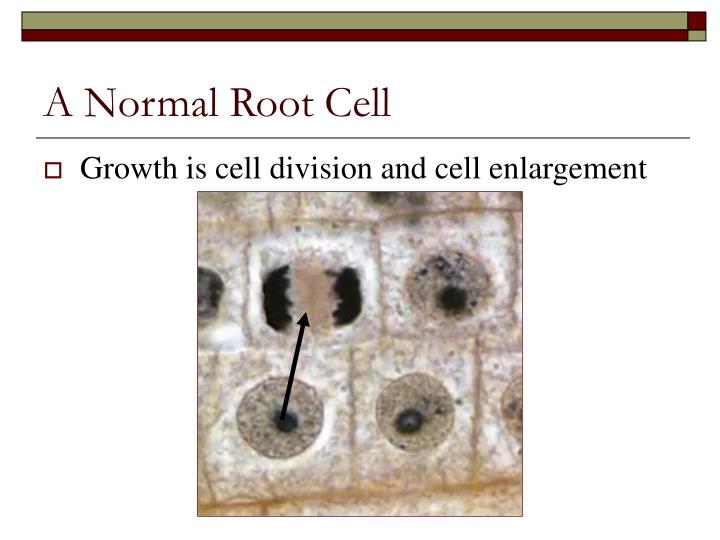PPT - 15 Years of Root Research PowerPoint Presentation - ID:302761