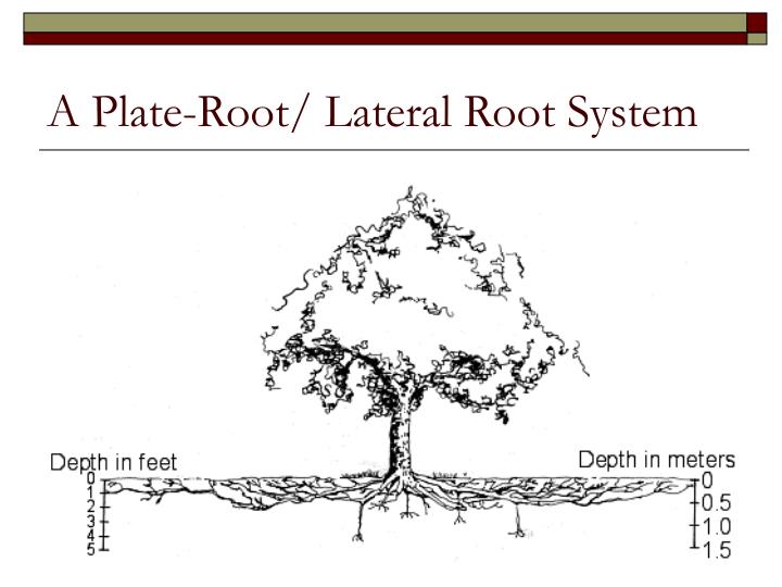 PPT - 15 Years of Root Research PowerPoint Presentation - ID:302761