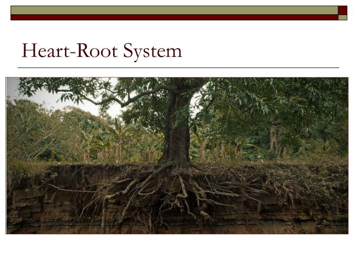 PPT - 15 Years of Root Research PowerPoint Presentation - ID:302761
