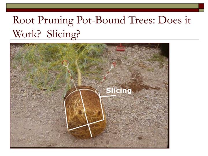 PPT - 15 Years of Root Research PowerPoint Presentation - ID:302761