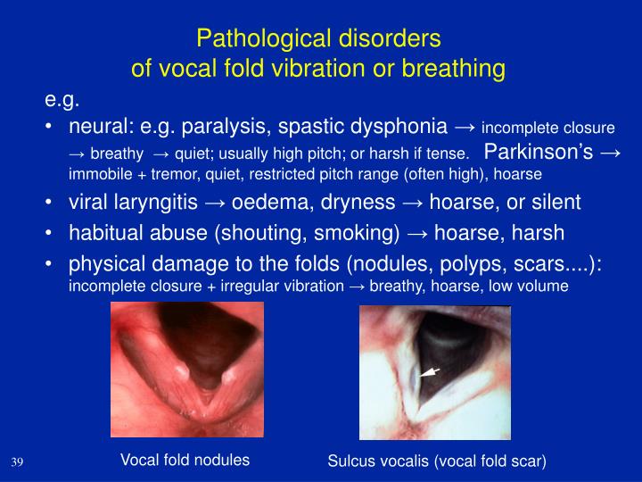 PPT - Anatomy and physiology of human respiration and phonation ...