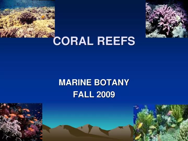 PPT - CORAL REEFS PowerPoint Presentation, free download - ID:303061