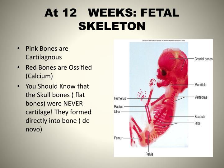 PPT - Building Your Bones:Osteogenesis PowerPoint Presentation - ID:303523