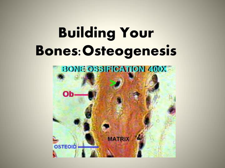 PPT - Building Your Bones:Osteogenesis PowerPoint Presentation, free ...