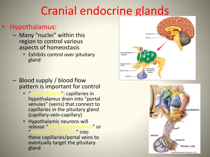 PPT - The Endocrine System PowerPoint Presentation - ID:303775