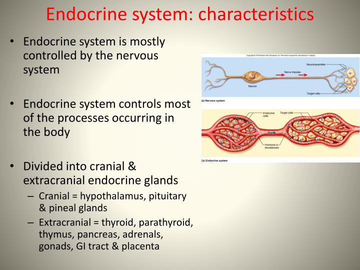 PPT - The Endocrine System PowerPoint Presentation - ID:303775