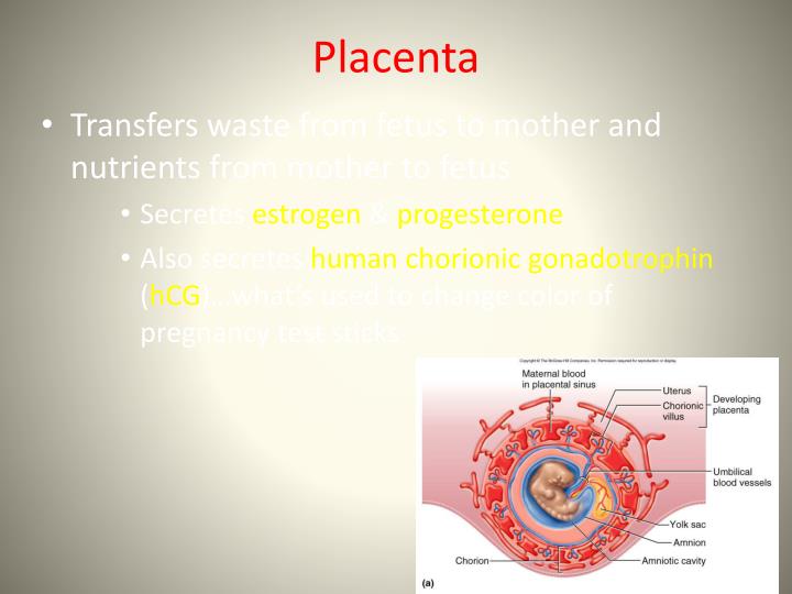 PPT - The Endocrine System PowerPoint Presentation - ID:303775