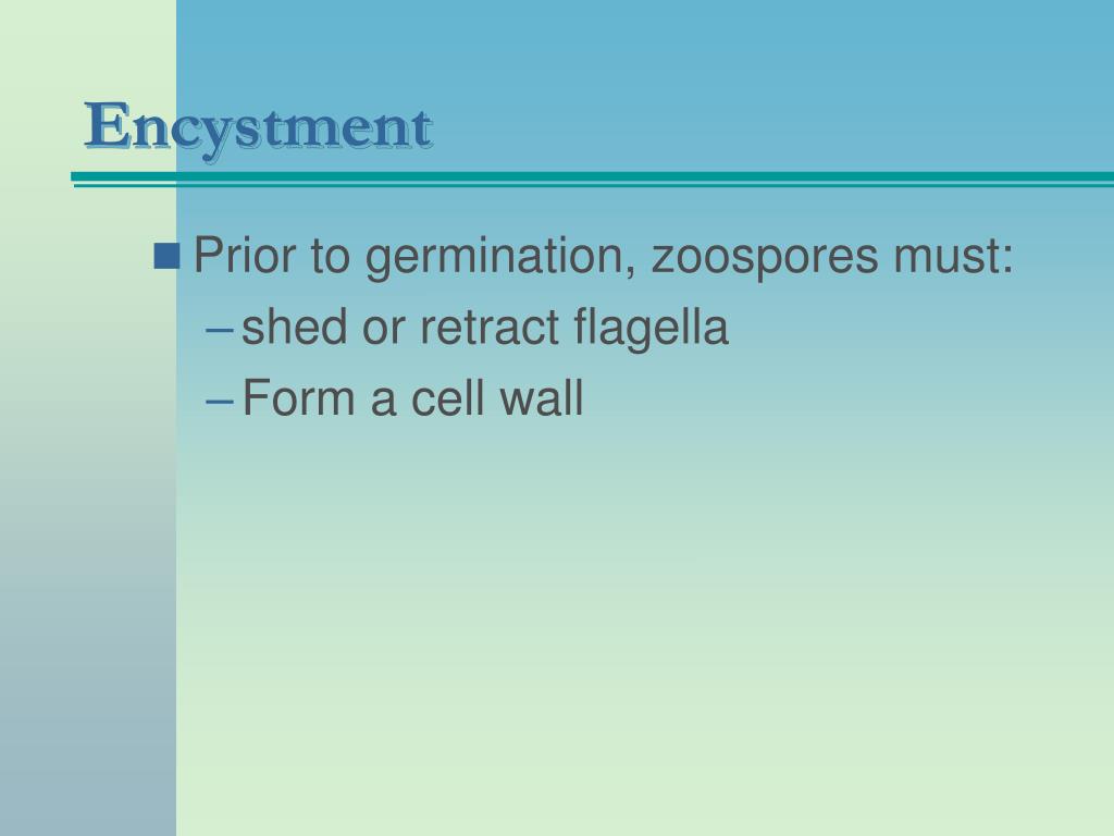 PPT - Zoosporic Fungi Phylum Chytridiomycota PowerPoint Presentation ...