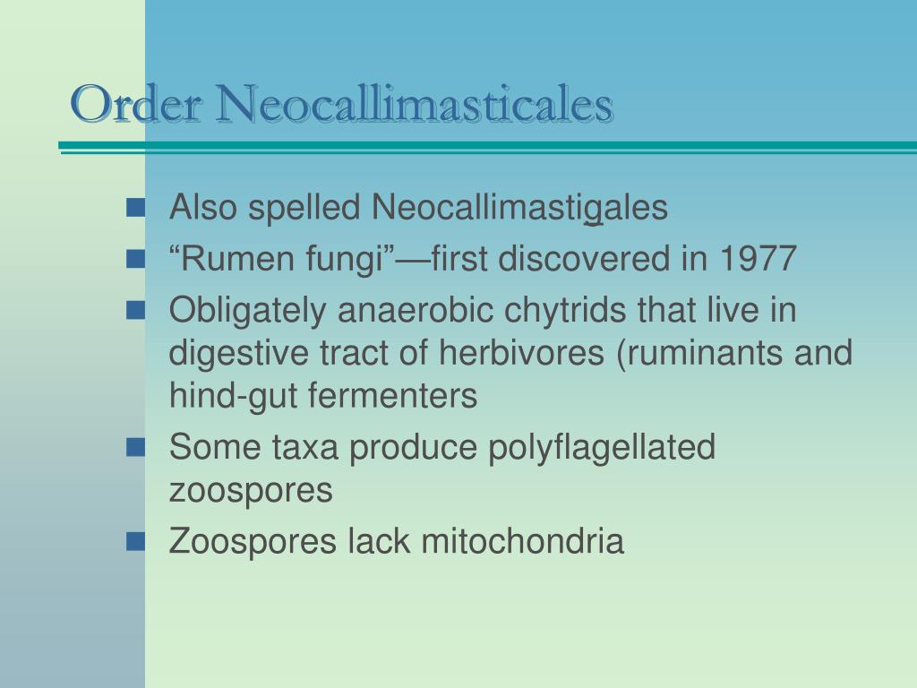 PPT - Zoosporic Fungi Phylum Chytridiomycota PowerPoint Presentation ...