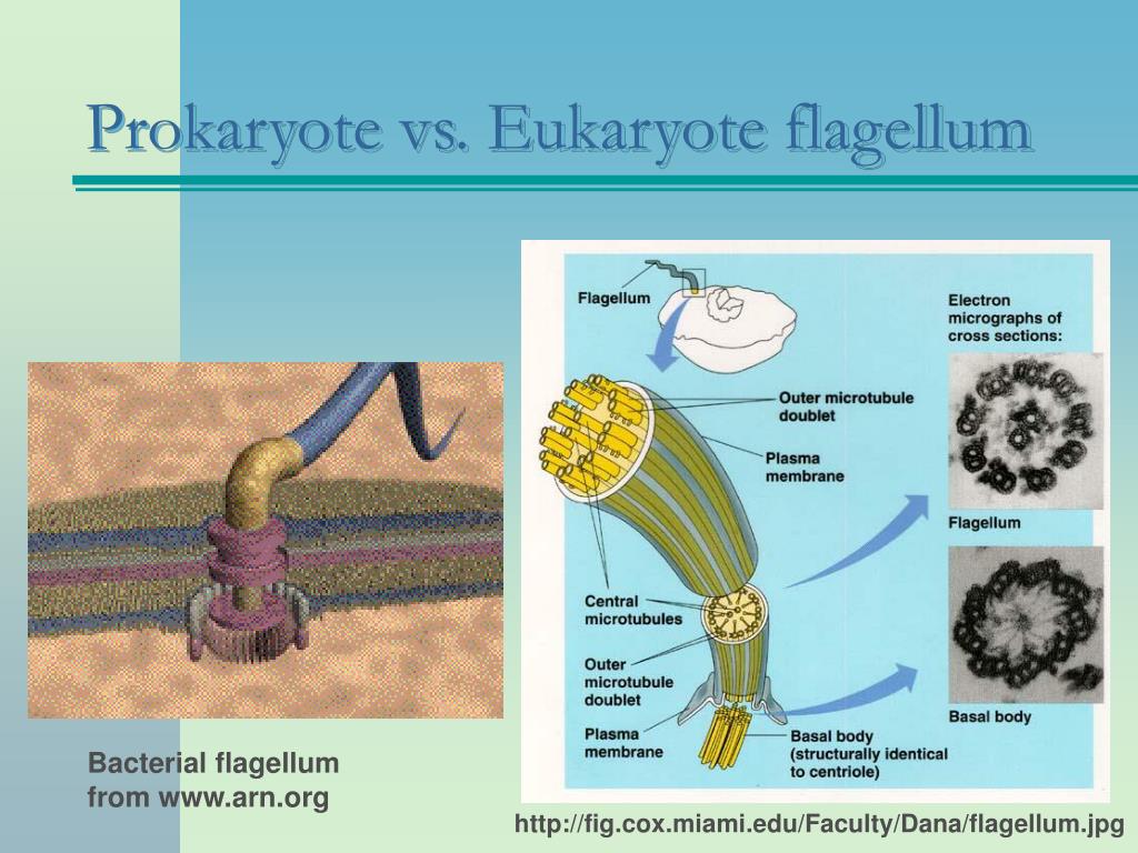 PPT - Zoosporic Fungi Phylum Chytridiomycota PowerPoint Presentation ...