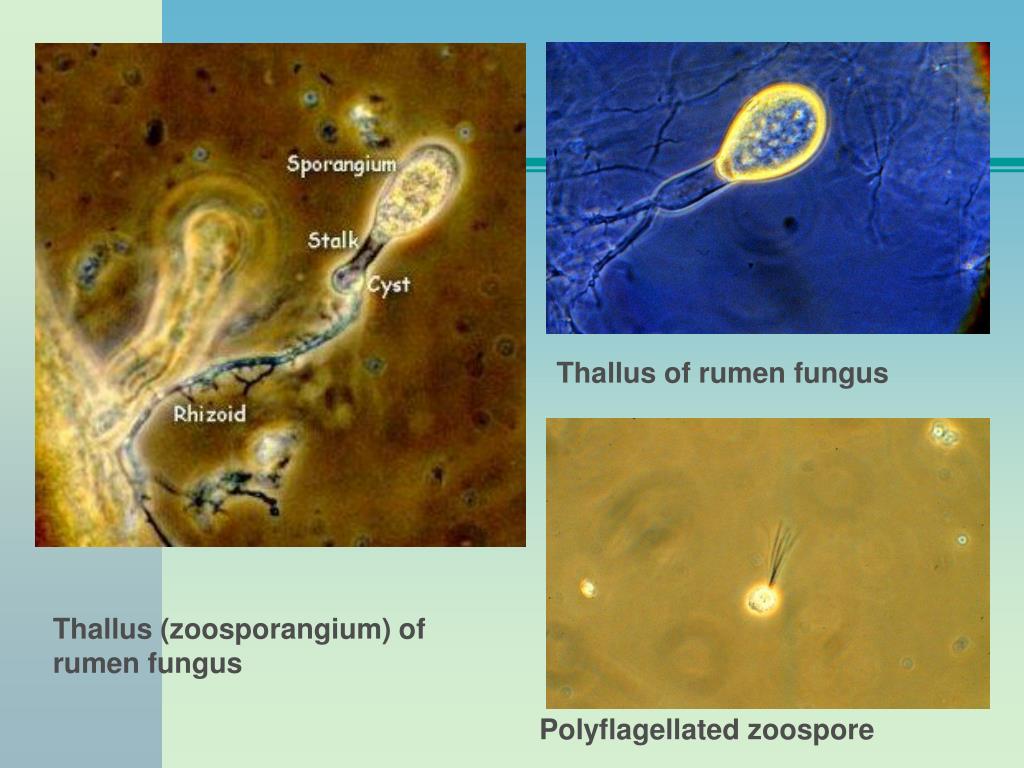 PPT - Zoosporic Fungi Phylum Chytridiomycota PowerPoint Presentation ...