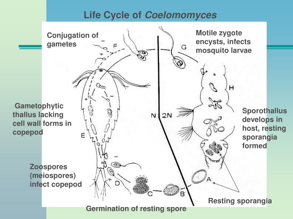 PPT - Zoosporic Fungi Phylum Chytridiomycota PowerPoint Presentation ...