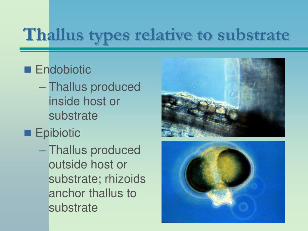 PPT - Zoosporic Fungi Phylum Chytridiomycota PowerPoint Presentation ...