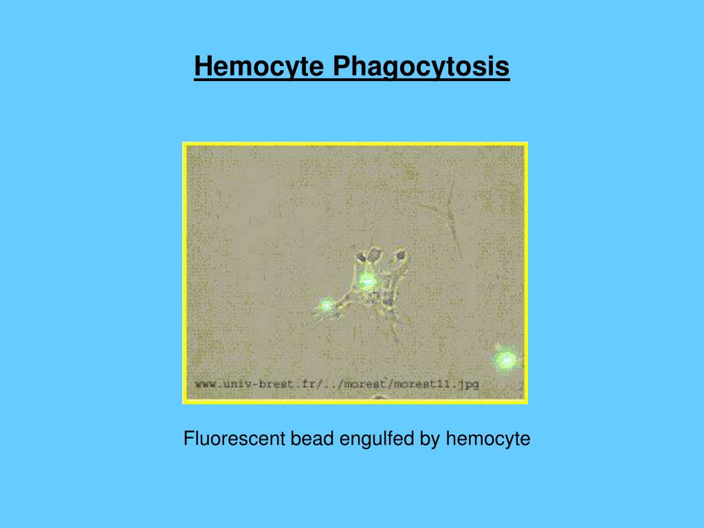 PPT - Parasite Evasion of Host: Perkinsus marinus /Eastern Oyster as a ...