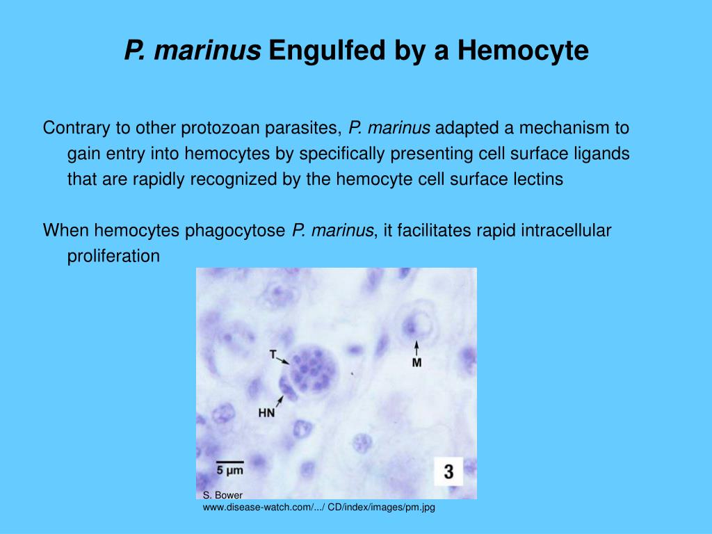 PPT - Parasite Evasion of Host: Perkinsus marinus /Eastern Oyster as a ...