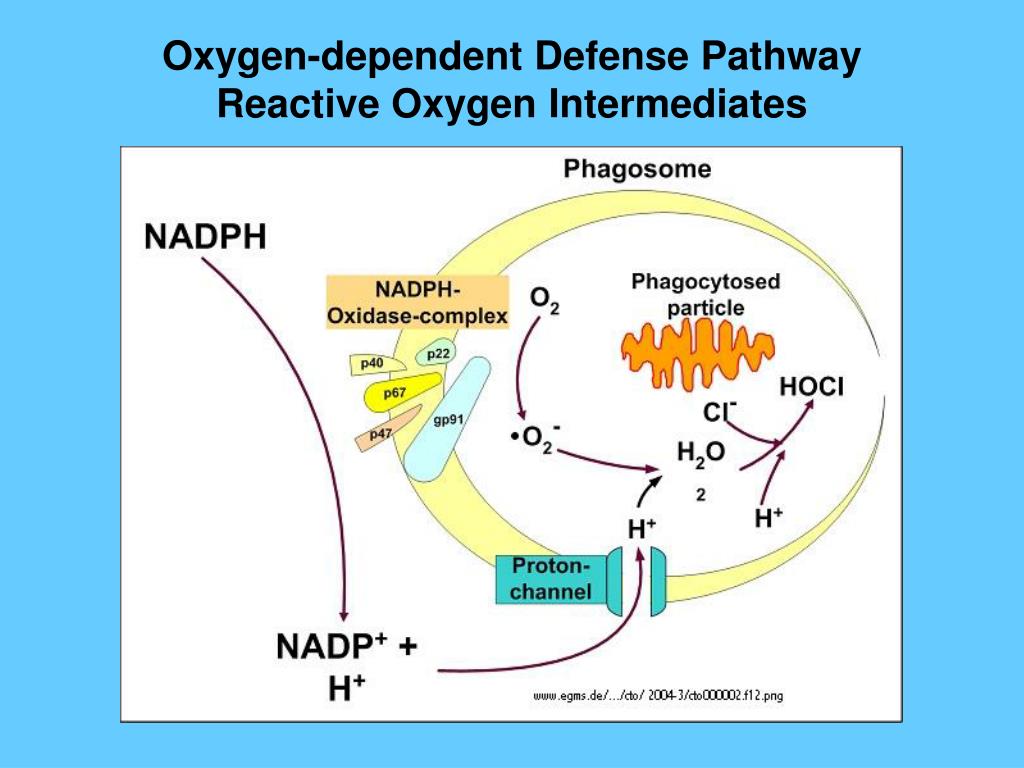 PPT - Parasite Evasion of Host: Perkinsus marinus /Eastern Oyster as a ...