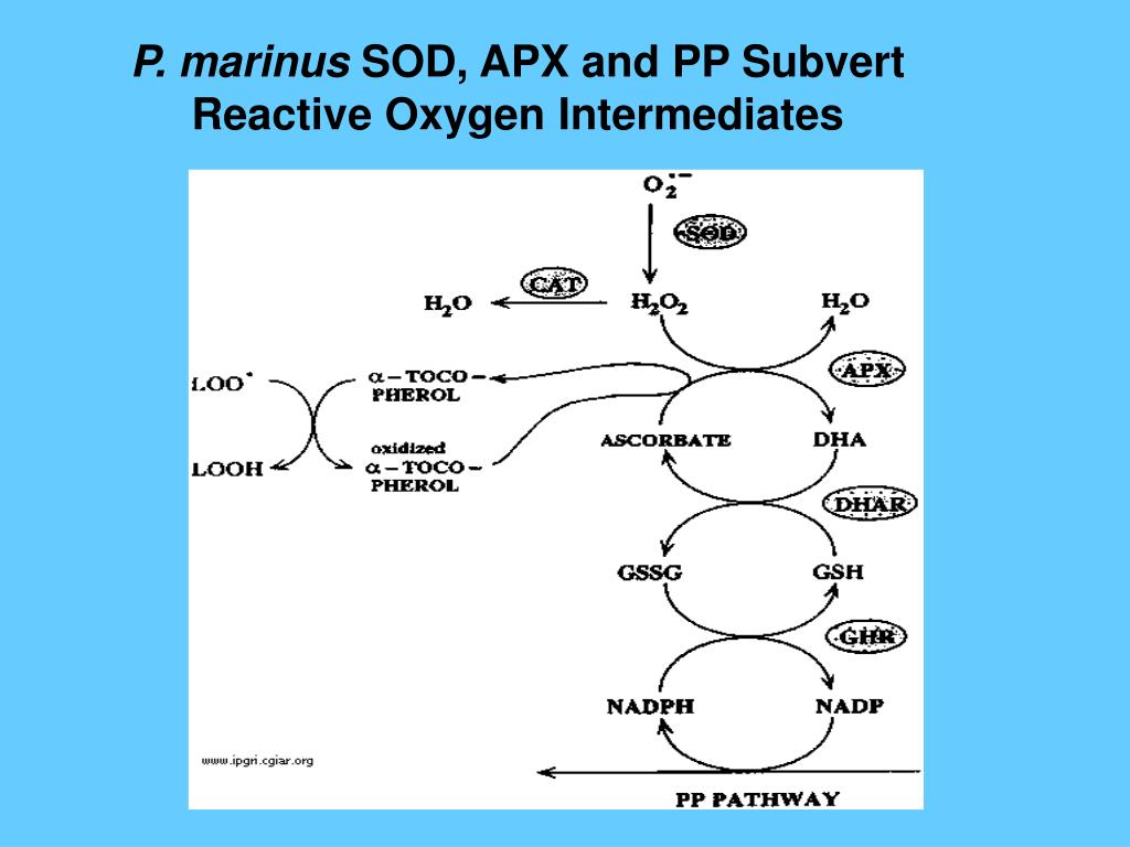 PPT - Parasite Evasion of Host: Perkinsus marinus /Eastern Oyster as a ...