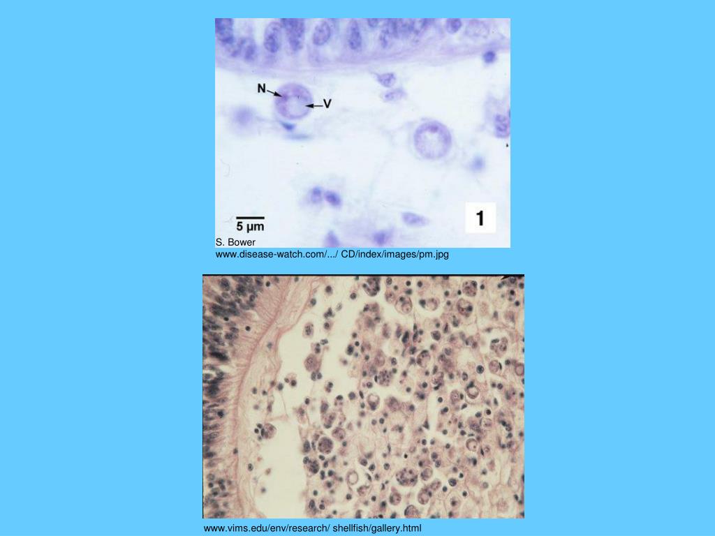 PPT - Parasite Evasion of Host: Perkinsus marinus /Eastern Oyster as a ...