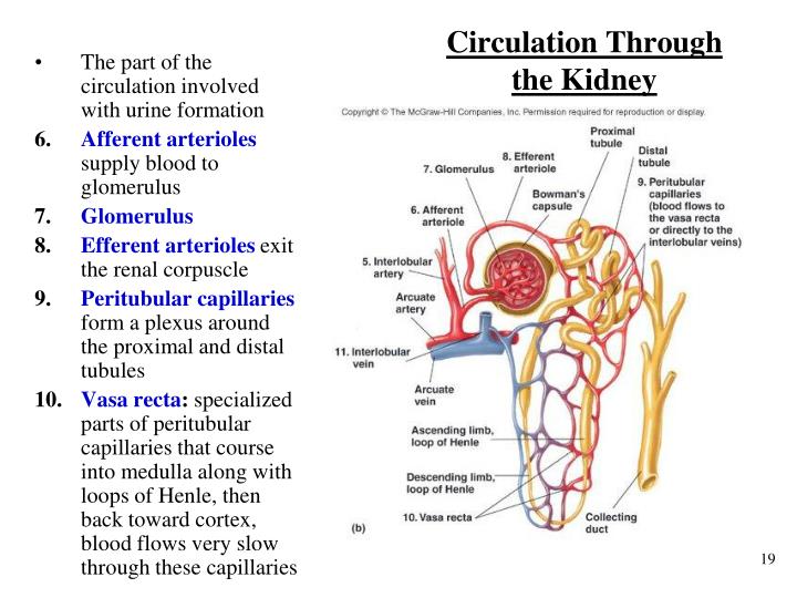 PPT - Chapter 28 The Urinary System PowerPoint Presentation - ID:304080